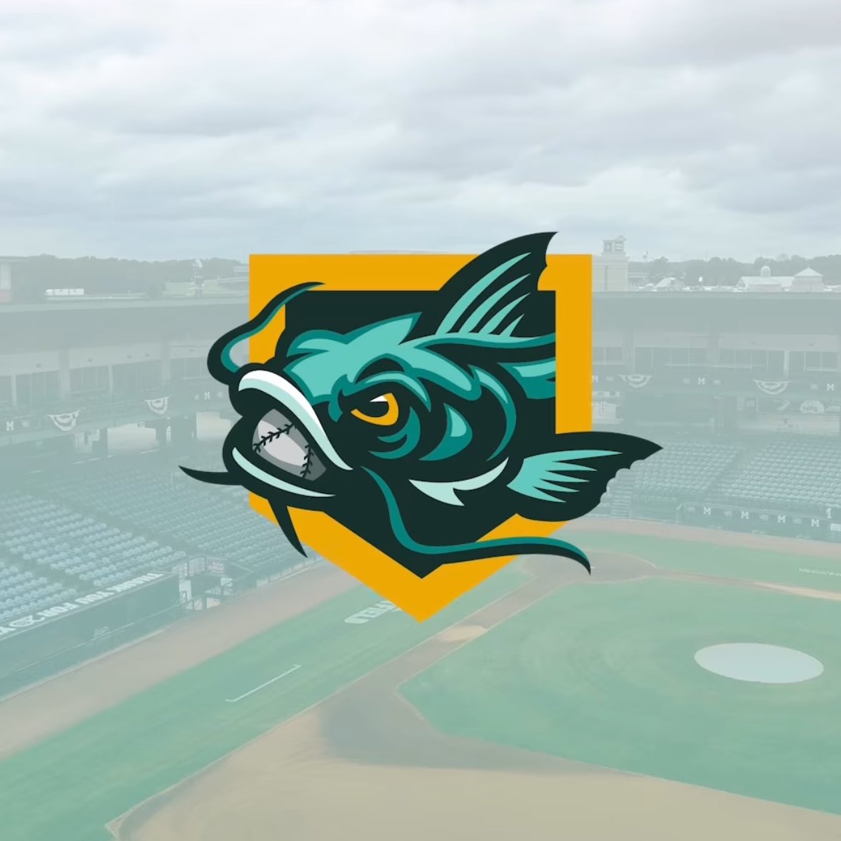 Mississippi is home to roughly a dozen species of catfish in the wild ...